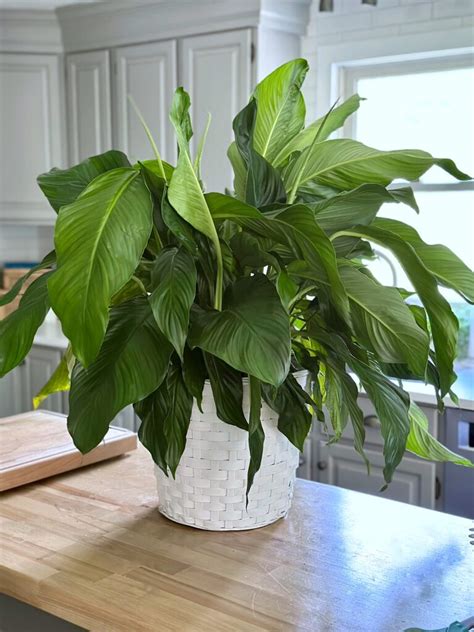 Spathiphyllum Care Everything You Need To Know To Grow A Happy Peace