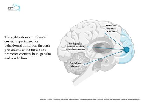 Neurobiology Of Adhd Key Insights Into Brain Function Psych Scene Hub