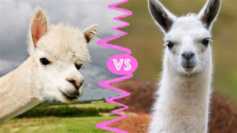 Alpacas Vs Llamas Whats The Difference Oxwerj