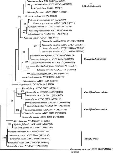 Maximum Likelihood Tree Showing Phylogenetic Relationships Among Some