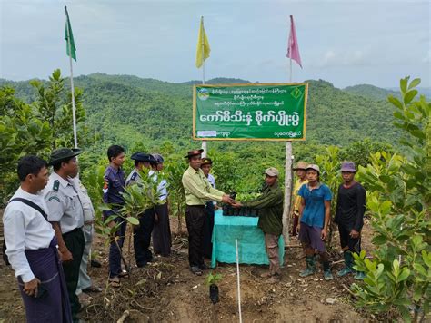 ငရုတ်ကောင်းမြို့၊ ရေကျော်ကျေးရွာအုပ်စုရှိ ပုဂ္ဂလိကသစ်မာစိုက်ခင်းဝင်းအတွင်း ကော်ဖီသီးနှံပင်ပေးအပ