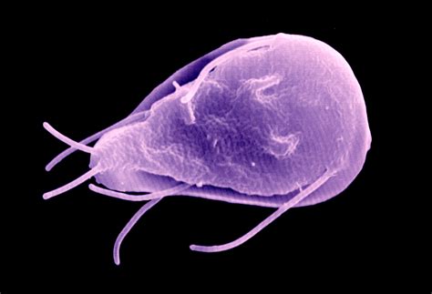 Giardia Lamblia Etichettata