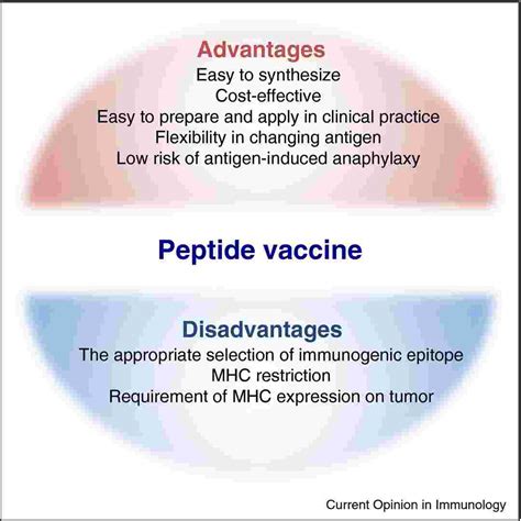 Peptide Vaccines Advantages Application And Examples Boc Sciences