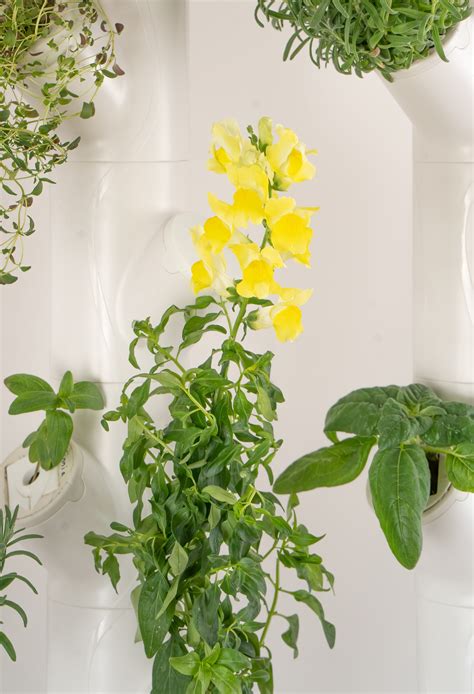 Yellow Snapdragon