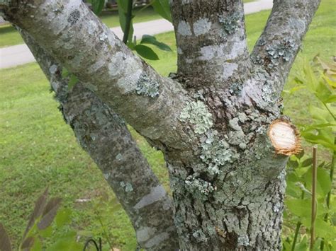 Fungus Killing Our Unknown Trees