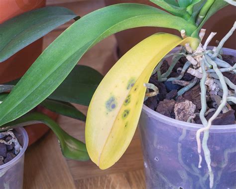 Orchid Diseases And Treatment Learn About Treating Common Orchid Diseases Gardening Know How