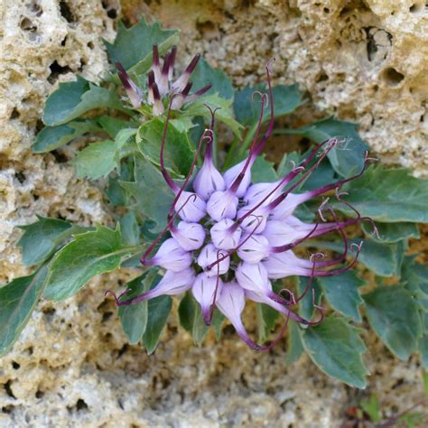 Physoplexis Care Watering Fertilize Pruning Propagation Picturethis