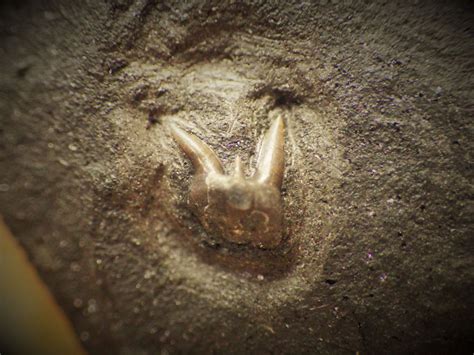 Xenacanthus Labial View Member Collections The Fossil Forum