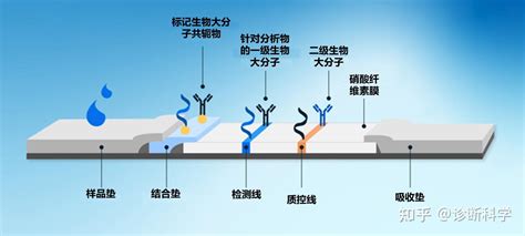 免疫 一文读懂侧向层析测试 知乎