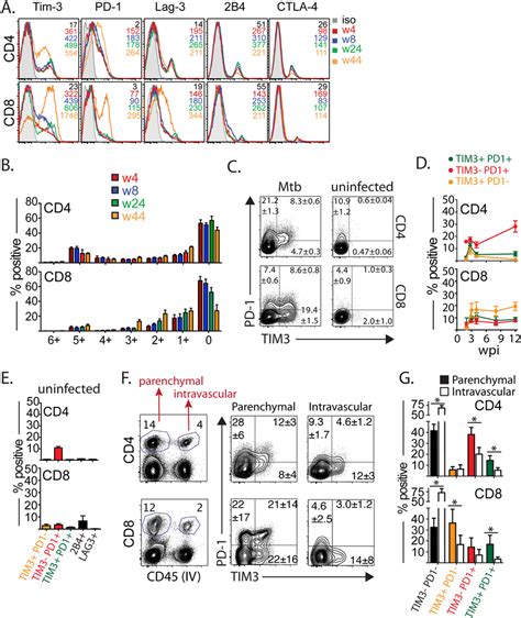 Tim3 T Cells Are Enriched For Exhaustion And Effector Signature A