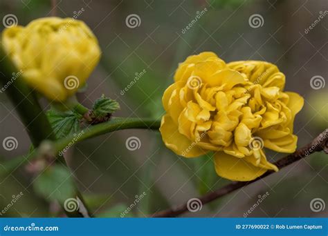 Double Flowered Japanese Rose Kerria Japonica Pleniflora Budding