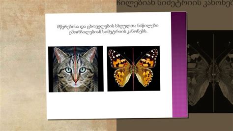 სიმეტრია Youtube