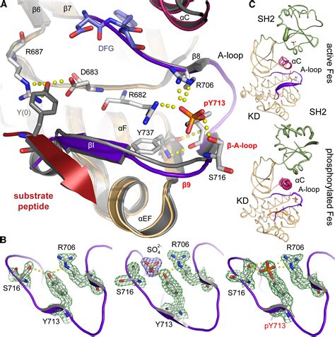 Structural Coupling Of Sh2 Kinase Domains Links Fes And Abl Substrate Recognition And Kinase
