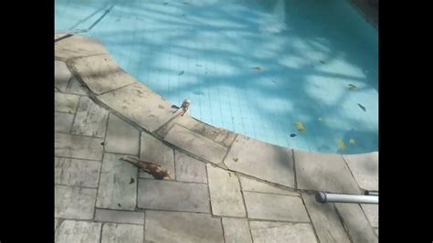 Minha Rotina Na Piscina Youtube