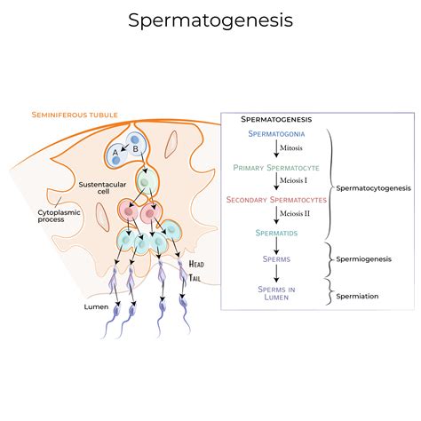 Physiology Glossary Spermatogenesis Ditki Medical And Biological Sciences