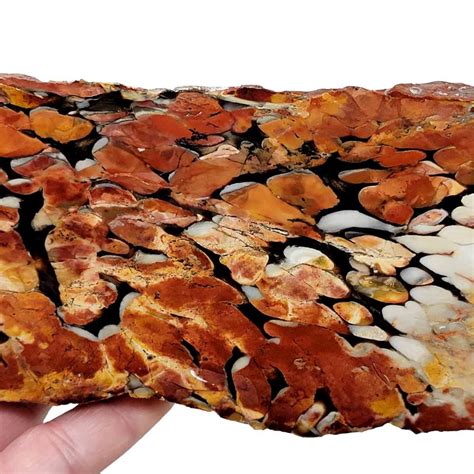 Rare Australian Peanut Wood End Cut Rough