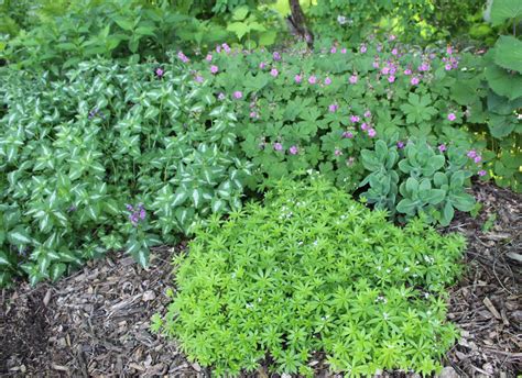 Landcscape Shade Ground Cover Best Ground Covers For Shade