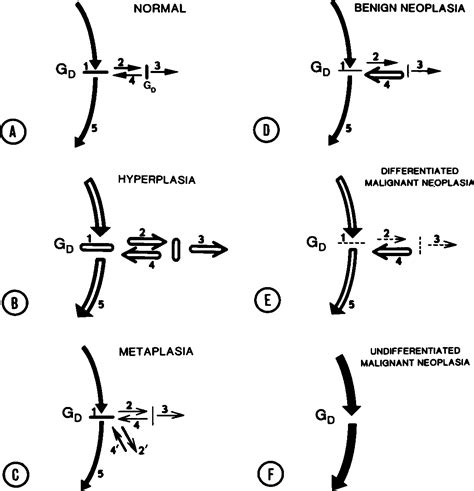 Figure 1 From Cell Cycle Models For The Aberrant Coupling Of Growth Arrest And Differentiation