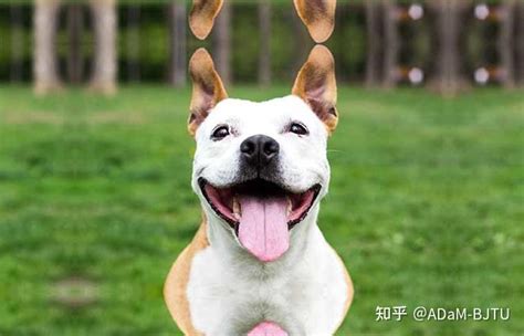 Albumentation文档 知乎