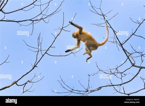 Golden Langur Trachypithecus Geei Jumping Between Trees Chakrashila