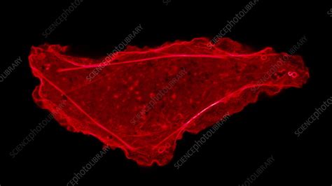 Actin Filaments Confocal Light Microscopy Stock Video Clip K013