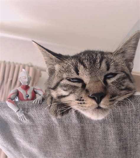 устал котик смешные картинки и другие приколы комиксы гиф анимация видео лучший