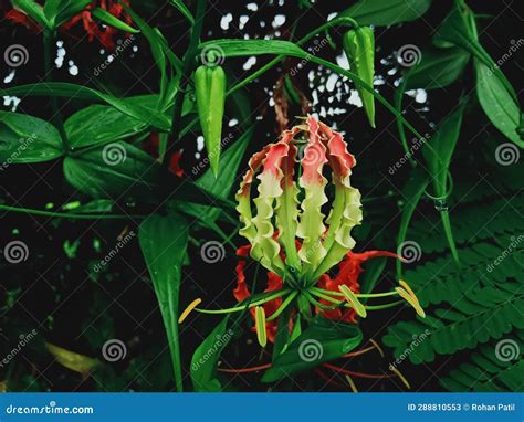 Flame Lily Climbing Lily Flower In Indian Jungle Stock Image