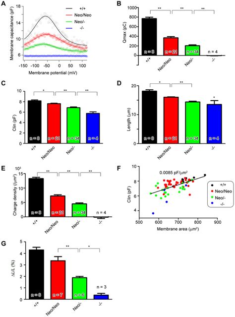 Membrane Capacitance Versus Membrane Potential And Electromotility In