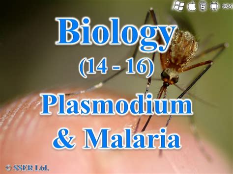 Bio35 Communicable Disease Protist Example Plasmodium And Malaria Teaching Resources