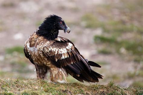 Bearded Vulture Facts Critterfacts