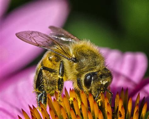 Busy Bee Shutterbug