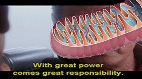 Mitochondria Scrolller