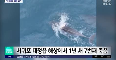 [와글와글] 축 늘어진 새끼 업고 몸부림‥남방큰돌고래의 모정