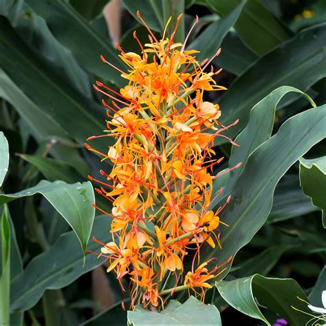 18 Growing Ginger Plants Flowers