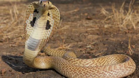 Top 10 შხამიანი გველები მსოფლიოში Youtube