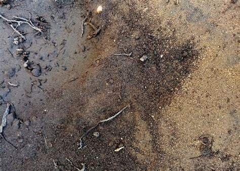 더러운 땅 질감 배경 벽지 Psd 더러운 조직 벽지 배경 일러스트 및 사진 무료 다운로드 Pngtree