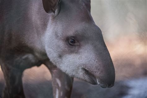 Chester Zoo Tapir Conservation