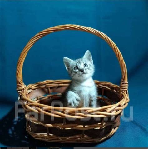 Саванна F4 в наличии Цена 70 000₽ во Владивостоке