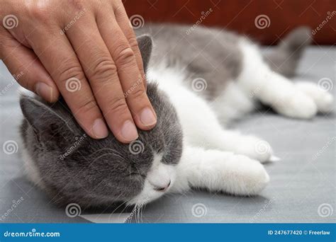 A Man Gently Stroking A Lovely British Shorthair Cats Head And She