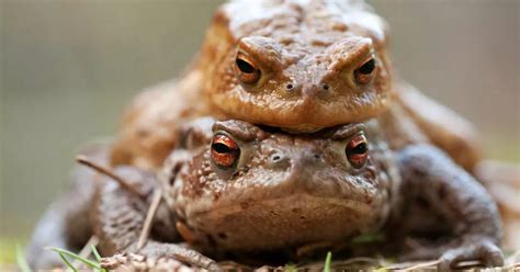 Hilarious Pictures Of Clumsy Toad Trying To Mate Show How Not To Get