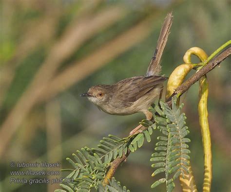 Prinia Gracilis Streifenprinie Streifen Prinie Prinia Gracile