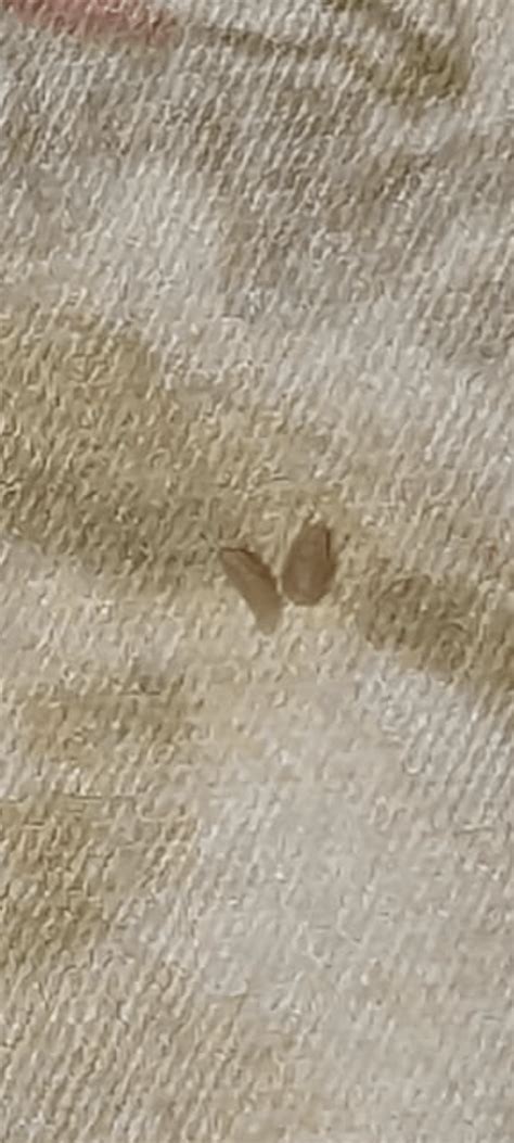 Id Request Bed Bugs In Georgia Usa R Whatsthisbug