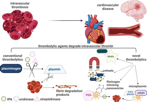 Removing Plasmin From The Equation Something To Chew On Journal Of