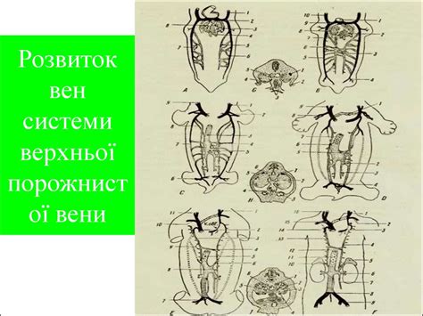 Будова та розвиток вен регіональні особливості кровопостачання органів презентация онлайн