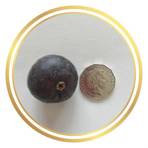 Fig Tree Purple Heart Perth WA