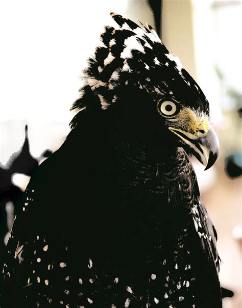 Philippine Serpent Eagle Bin3aiah Birds
