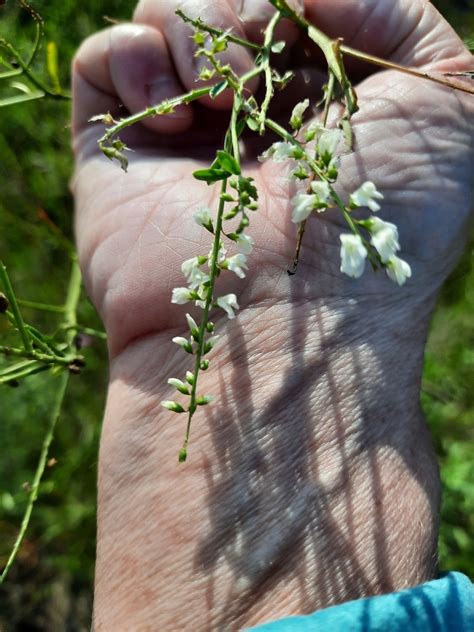 White Sweetclover From Ulysses Ny Usa On September 1 2023 At 0452 Pm By Peakaytea · Inaturalist