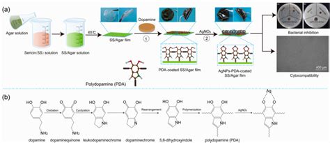 Figure 1 From Polydopamine Assisted Silver Nanoparticle Self Assembly On Sericinagar Film For