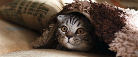 Hobbyist Coders Why Do You Code Dev Community