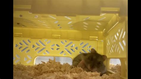 햄스터 잠드는 과정 소리에 많이 예민하구나 ㅜㅜ Youtube